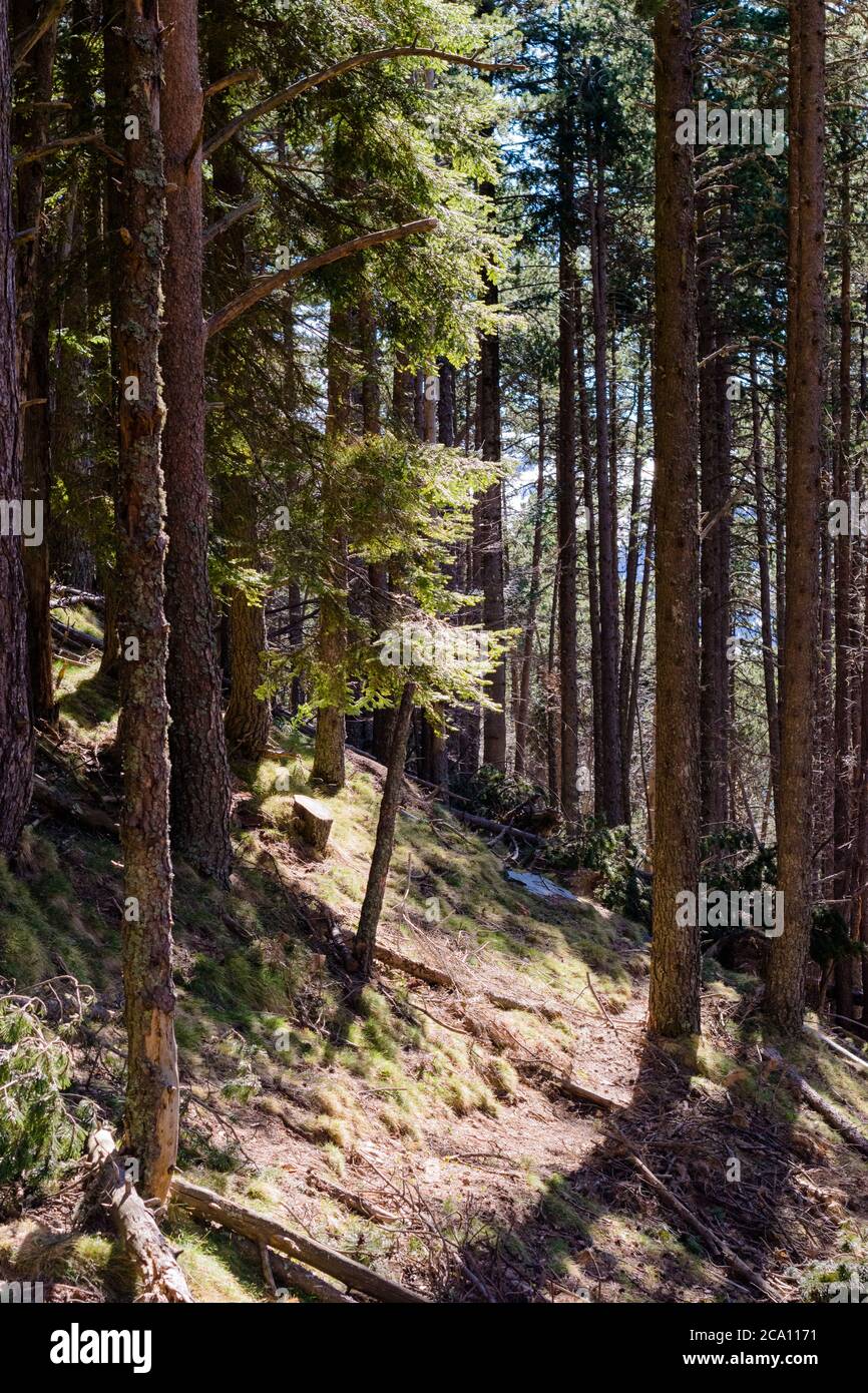 Light entering through the trees of a steep forest Stock Photo - Alamy