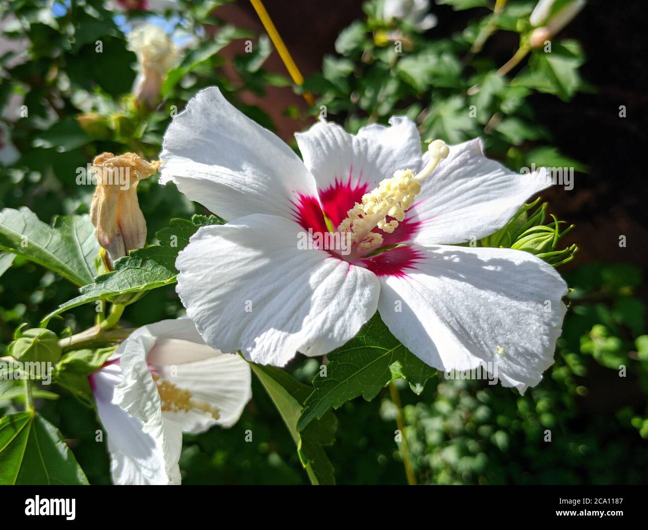 beautiful white hibiscus tree flower with red middle Stock Photo - Alamy
