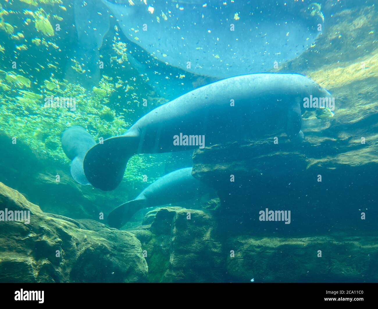 Orlando, FL/USA-7/12/20: The tank with Manatee eating and swimming ...