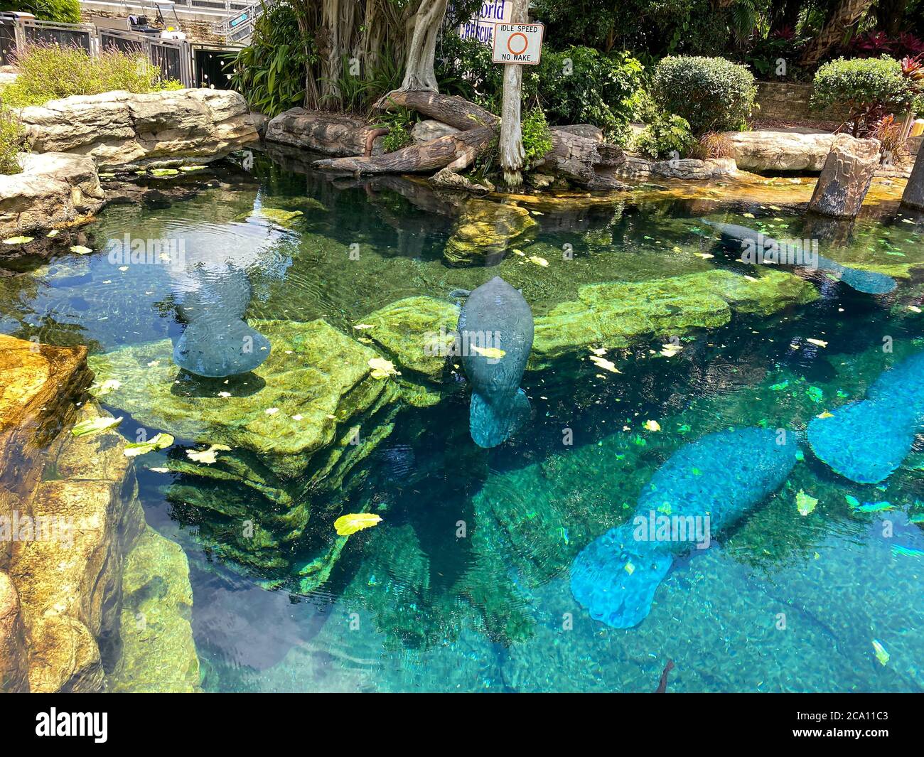 Manatee rescue orlando hi-res stock photography and images - Alamy