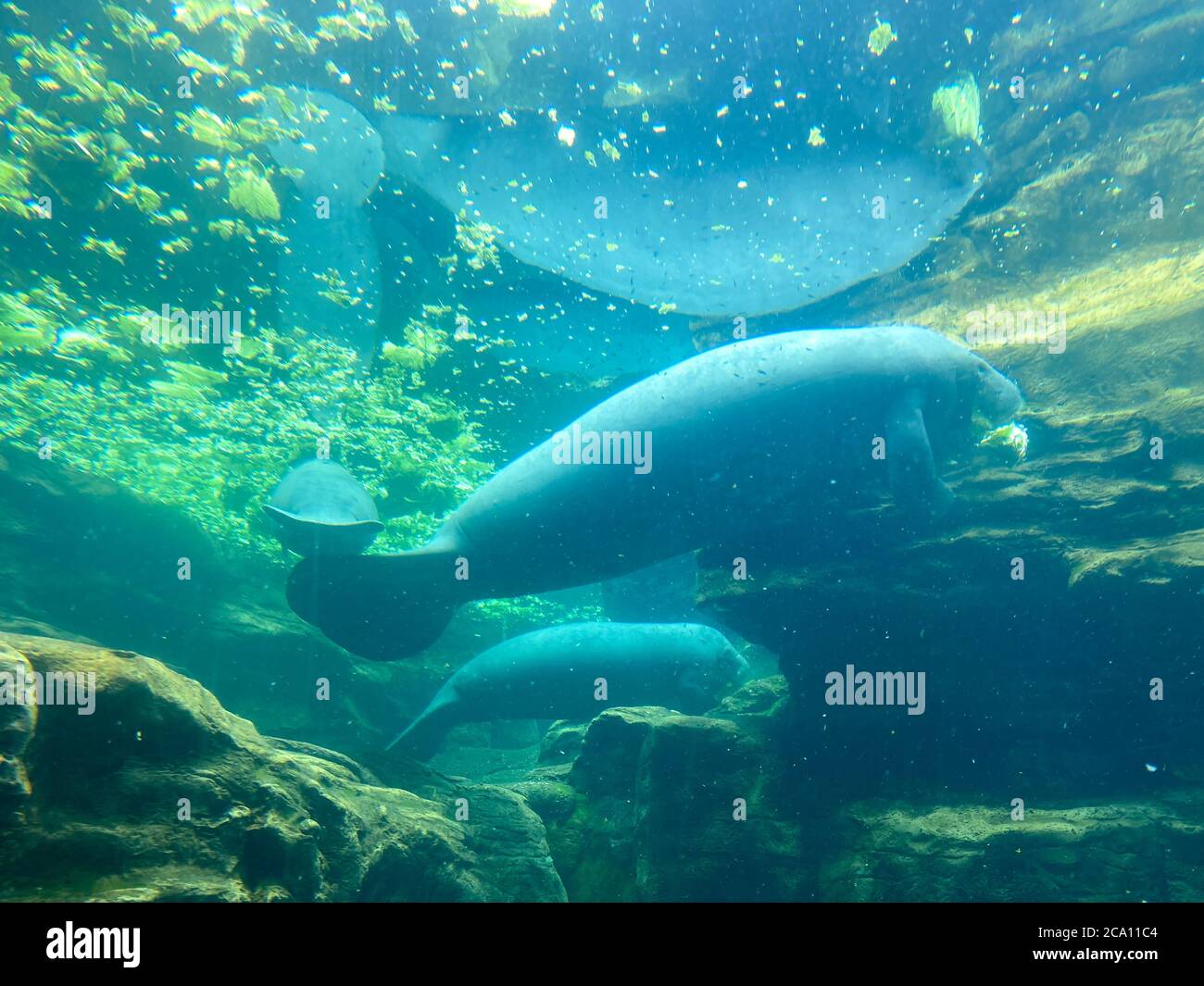 Orlando, FL/USA-7/12/20: The tank with Manatee eating and swimming ...