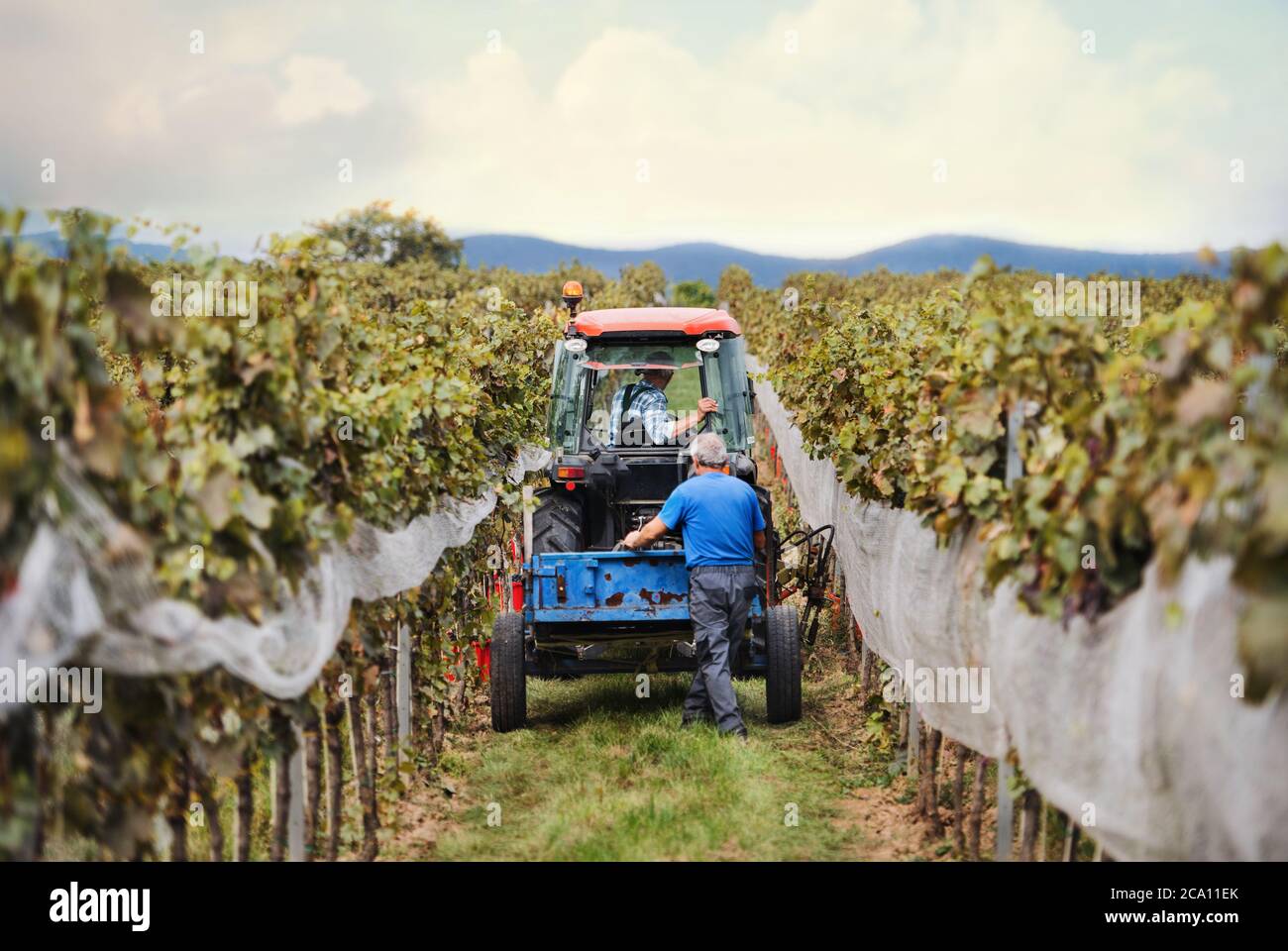 Rear view of tractor with farmers in vineyard, grape harvest concept ...