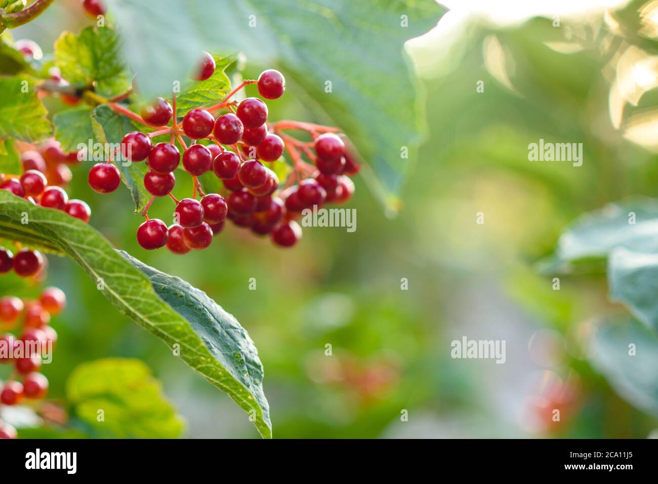 Red berries of viburnum on a bush in the forest Stock Photo - Alamy