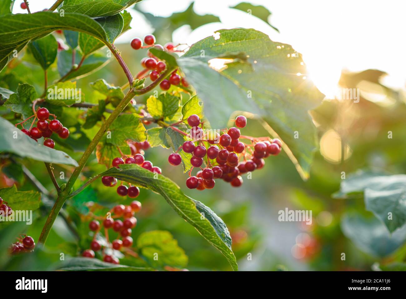 Red berries of viburnum on a bush in the forest Stock Photo - Alamy