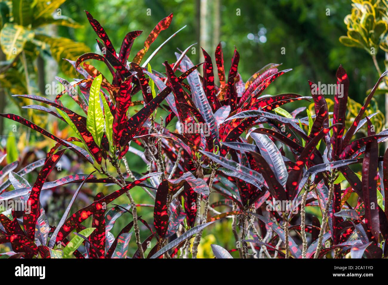 Garden croton "Franklin Roosevelt" cultivar (Codiaeum variegatum ...