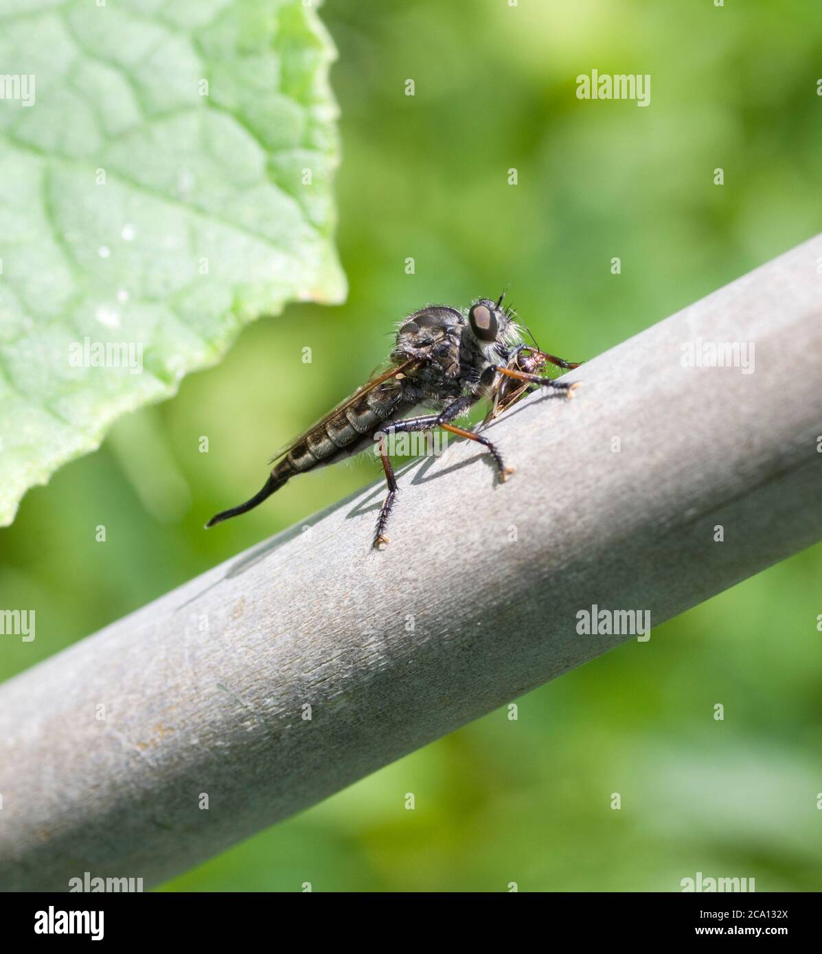 Bearded robber fly hi-res stock photography and images - Alamy