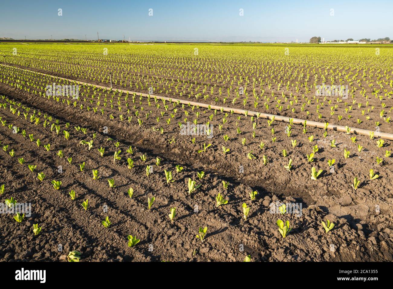 Lettuce field with young plants hi-res stock photography and images - Alamy