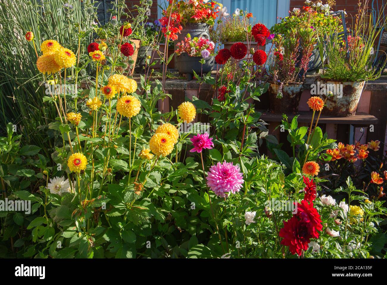 Dahlia explosion, a brightly coloured explosion of dahlia blooms Stock ...