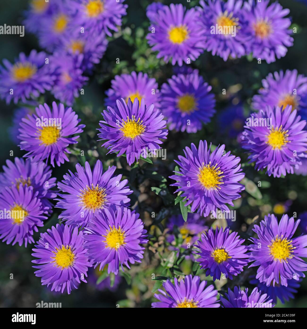 Aster Flowering Plant High Resolution Stock Photography and Images - Alamy