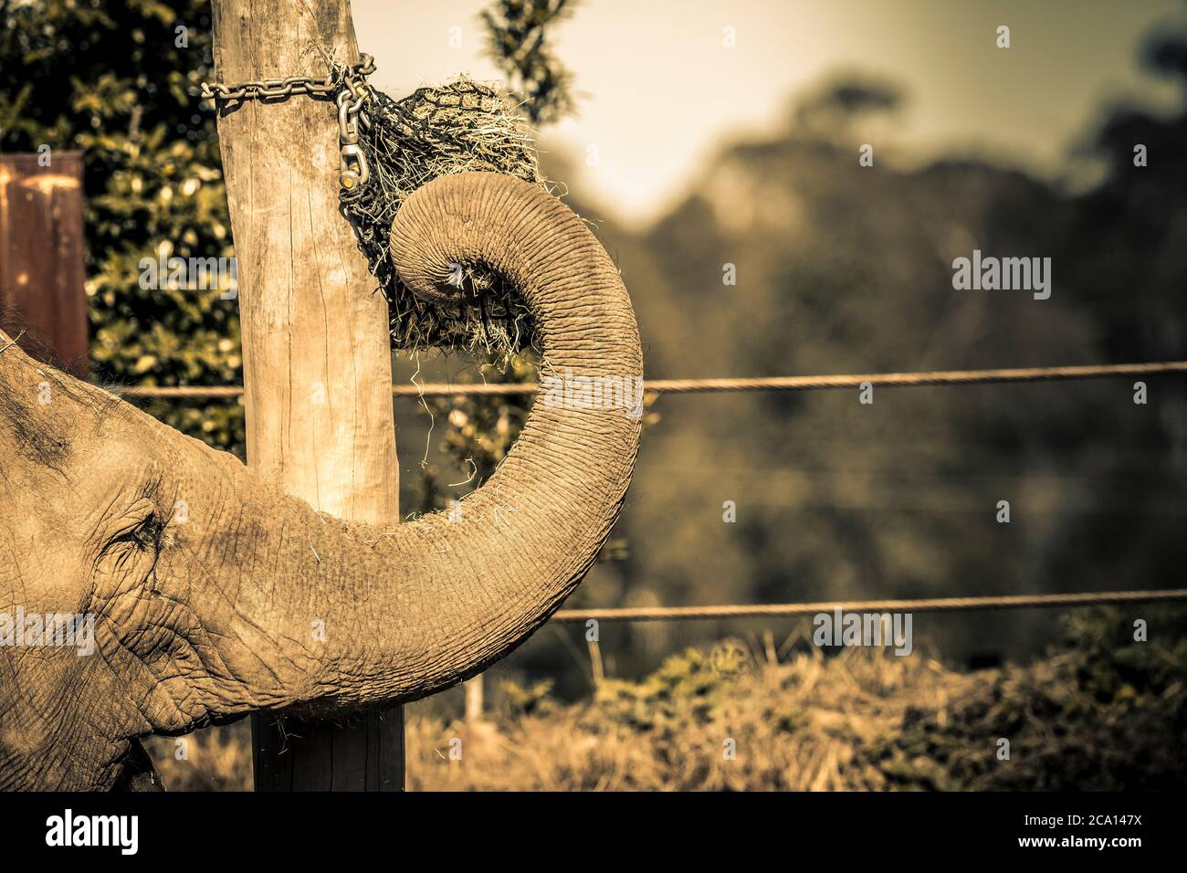 Pole pole elephant zoo hi-res stock photography and images - Alamy