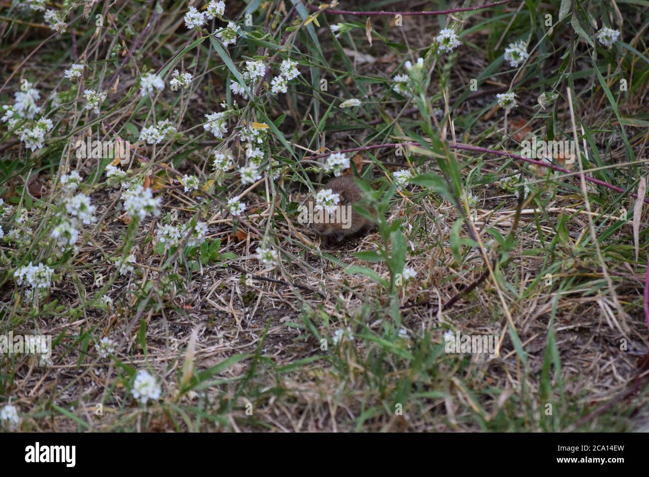 Field mouse under a Flower Stock Photo - Alamy