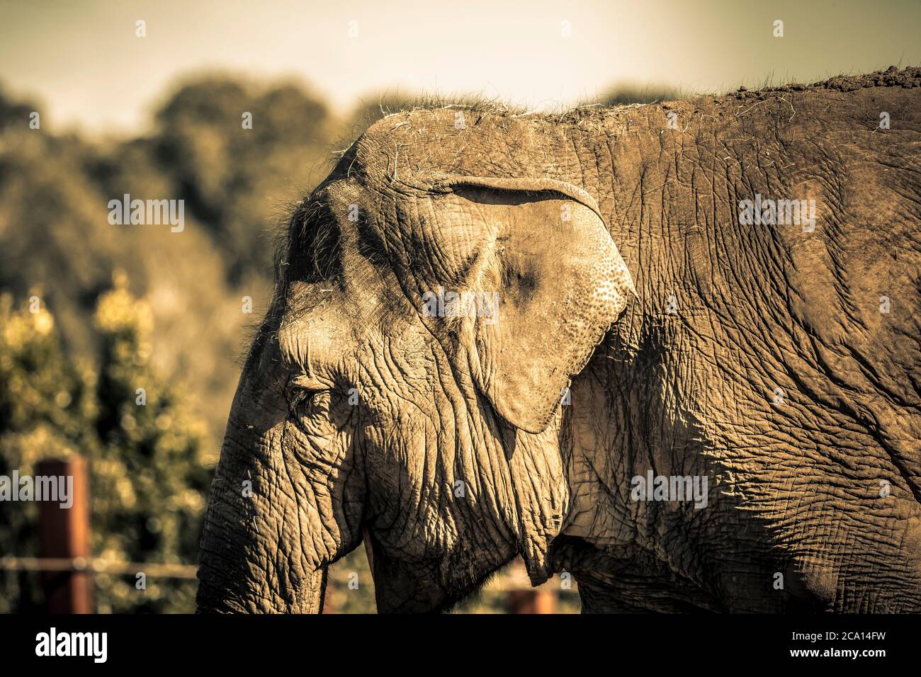 Close up of the ear and wrinkly skin of an elephant Stock Photo - Alamy