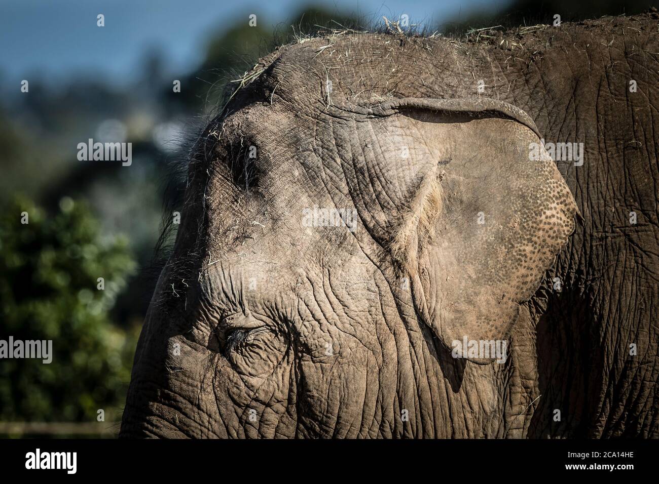 Close up of the ear and wrinkly skin of an elephant Stock Photo - Alamy