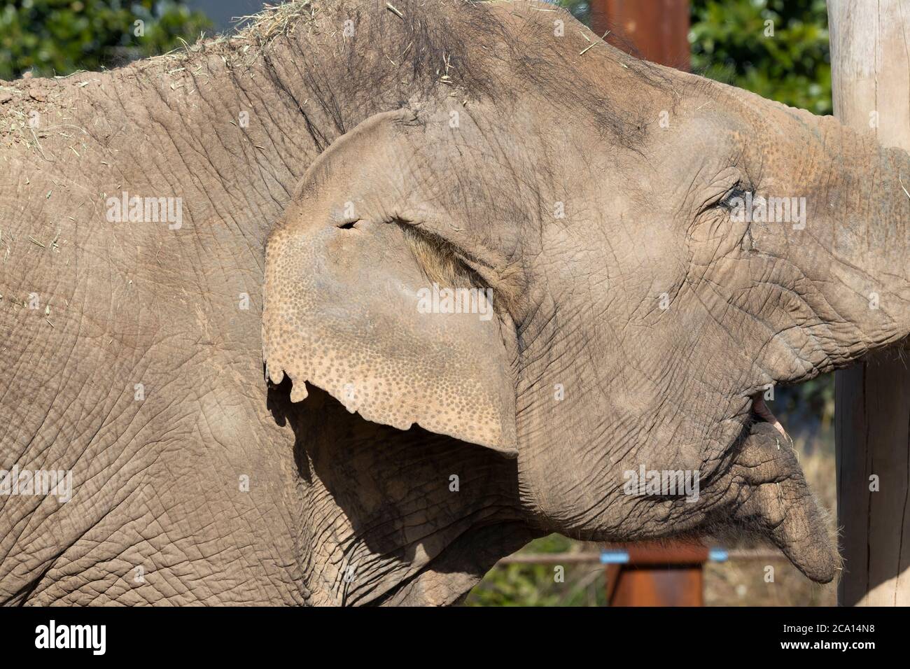 Elephant sydney zoo hi-res stock photography and images - Alamy