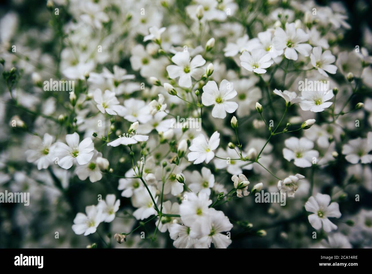 Little white flowers of Gypsophila. Bunch of flowers Stock Photo - Alamy