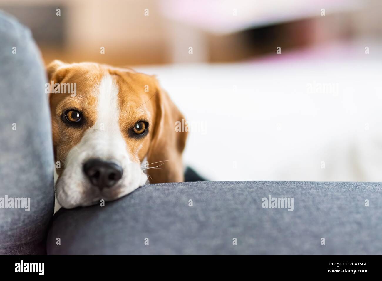 Beagle dog lying on couch, portrait in bright interior Stock Photo - Alamy