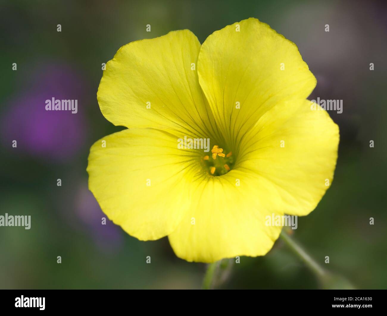 Bermuda Buttercup (Oxalis pes-caprae) flowers in close up, Greece ...