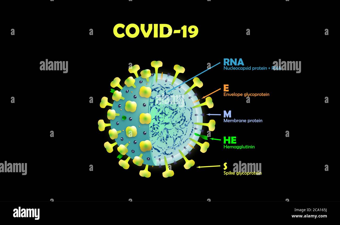 Covid 19 virus cross section hi-res stock photography and images - Alamy