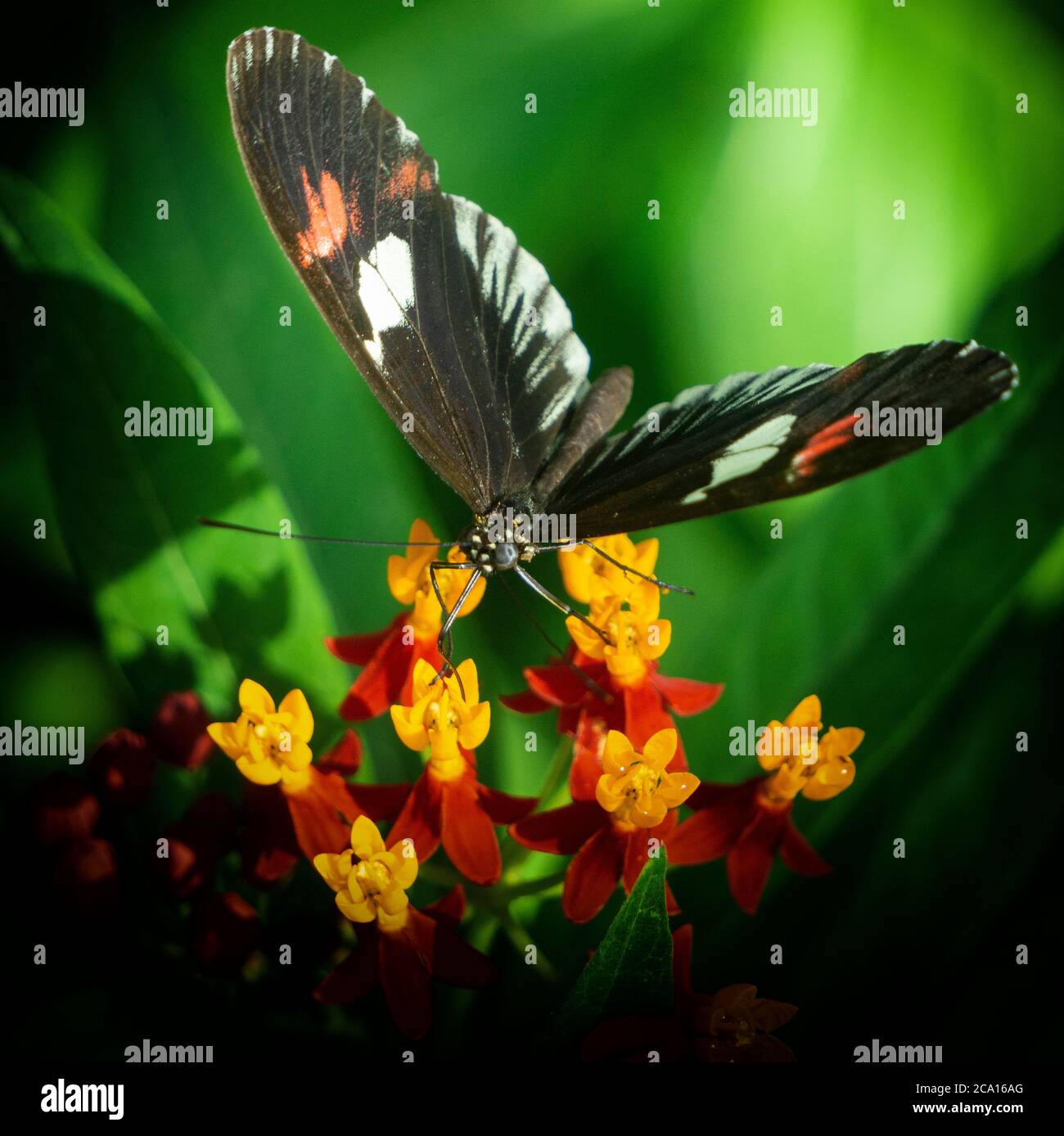 Brush-footed butterfly Calgary Zoo Alberta Stock Photo - Alamy