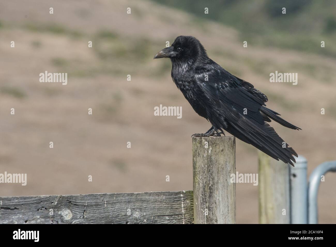 A california raven (Corvus corax) sitting on a fence in Pt Reyes ...