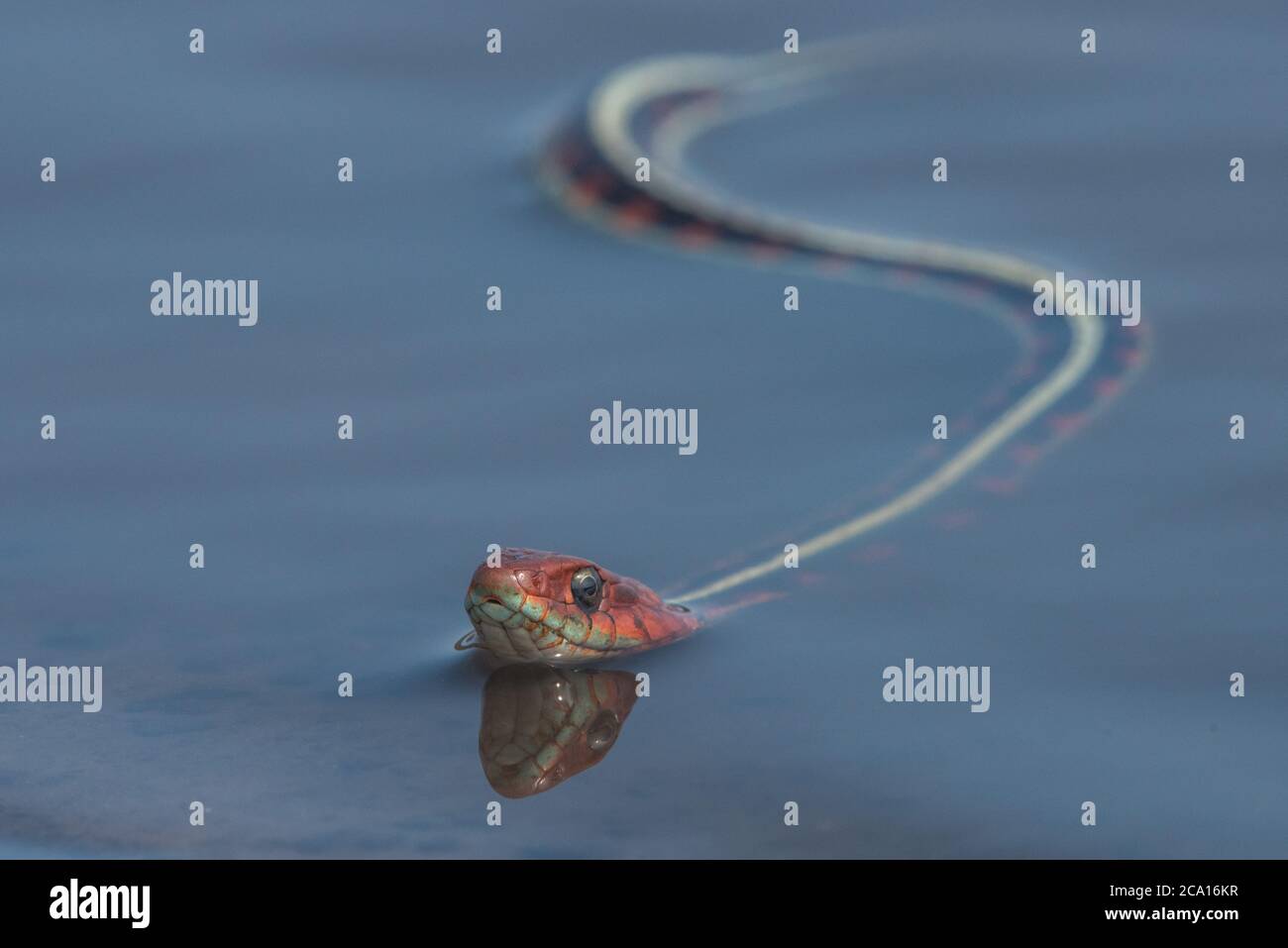 A California red sided garter snake (Thamnophis sirtalis infernalis ...