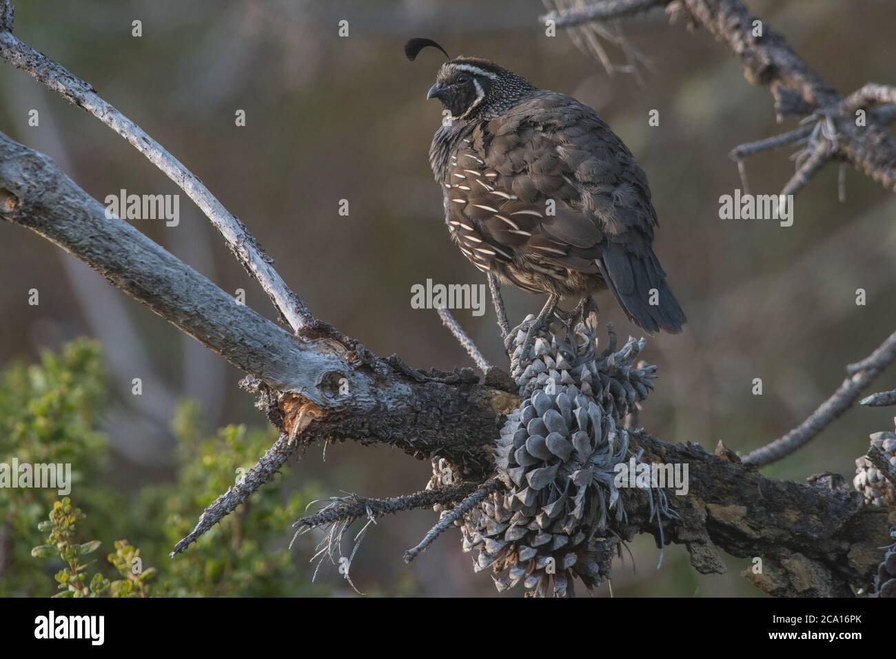 A California quail (Callipepla californica), CA's state bird. Seen in ...