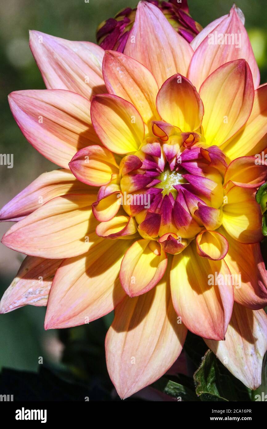 Dahlia Dora flower Stock Photo - Alamy