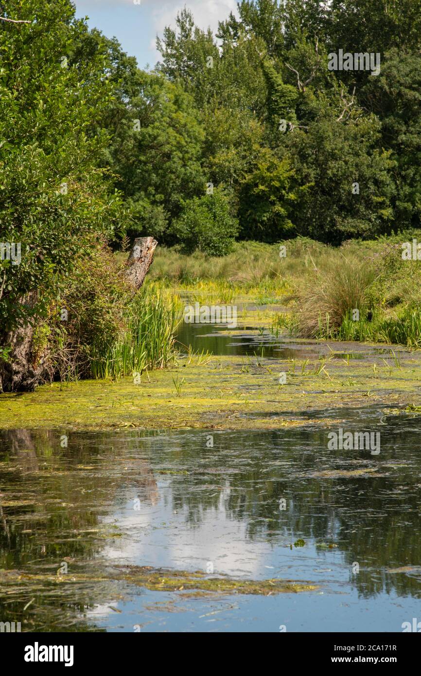 A view of a drainage ditch at horstead mill looking out over grazing ...