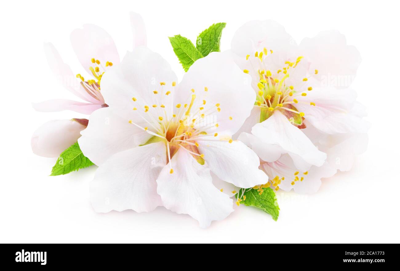 Isolated blooming almond. White almond tree flowers with leaves and ...