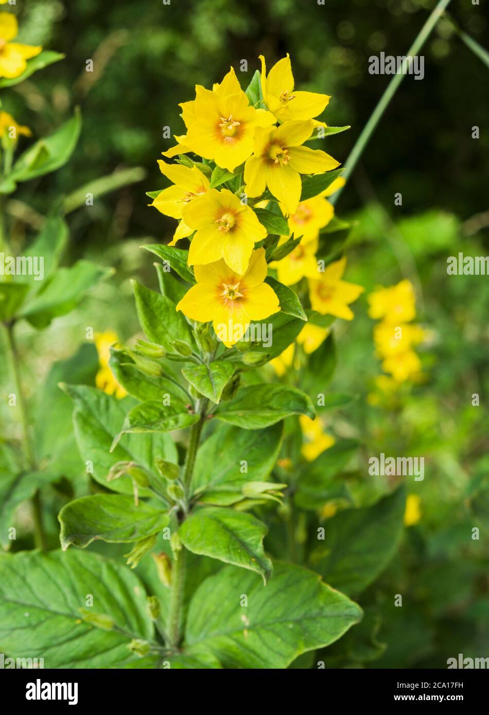 Yellow Loosestrife High Resolution Stock Photography and Images - Alamy