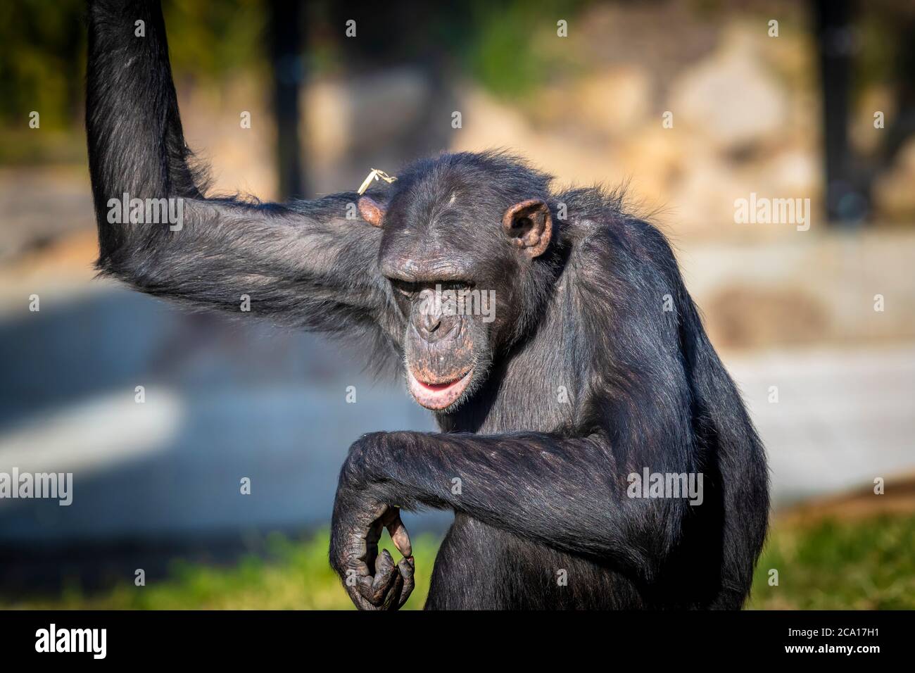 Chimpanzee ears hi-res stock photography and images - Alamy