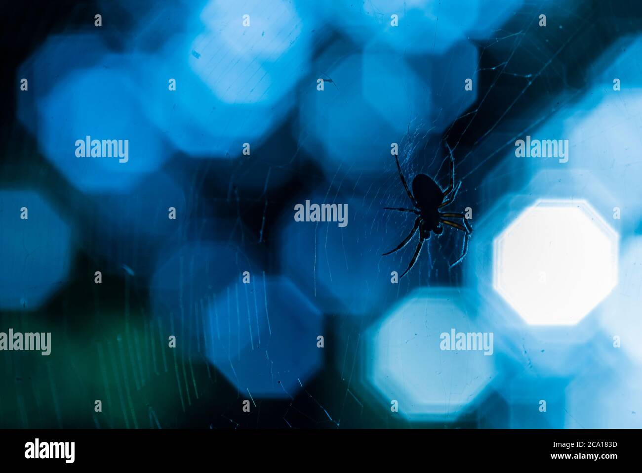 Abstract spider photography, colorful, dust inclusions in the lens, out ...