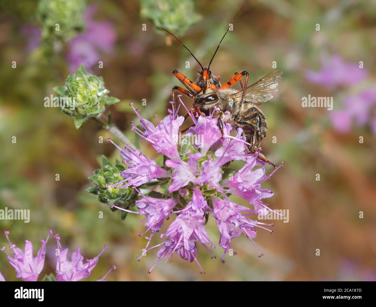 Red Assassin Bug killing a honey bee on a Wild Thyme flower in Greece ...