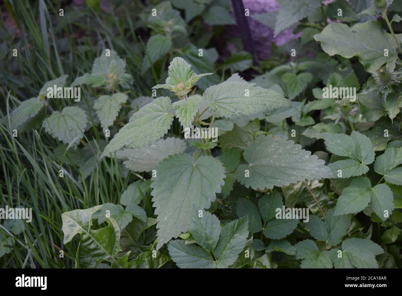 Nettle plant in the garden wild shown in the wild environment Stock ...