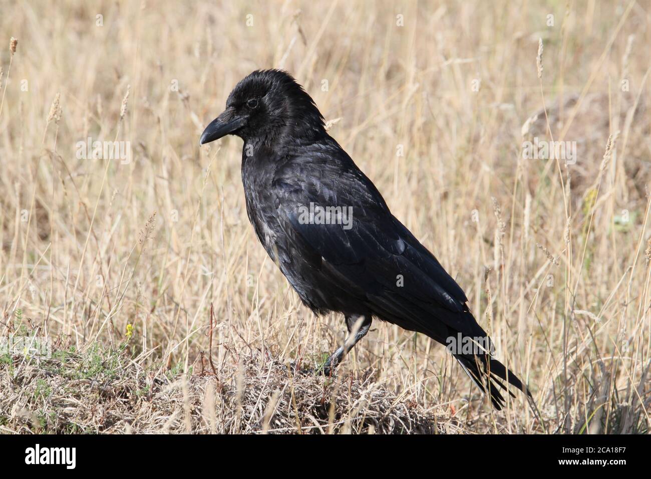 Crows at hampton court hi-res stock photography and images - Alamy