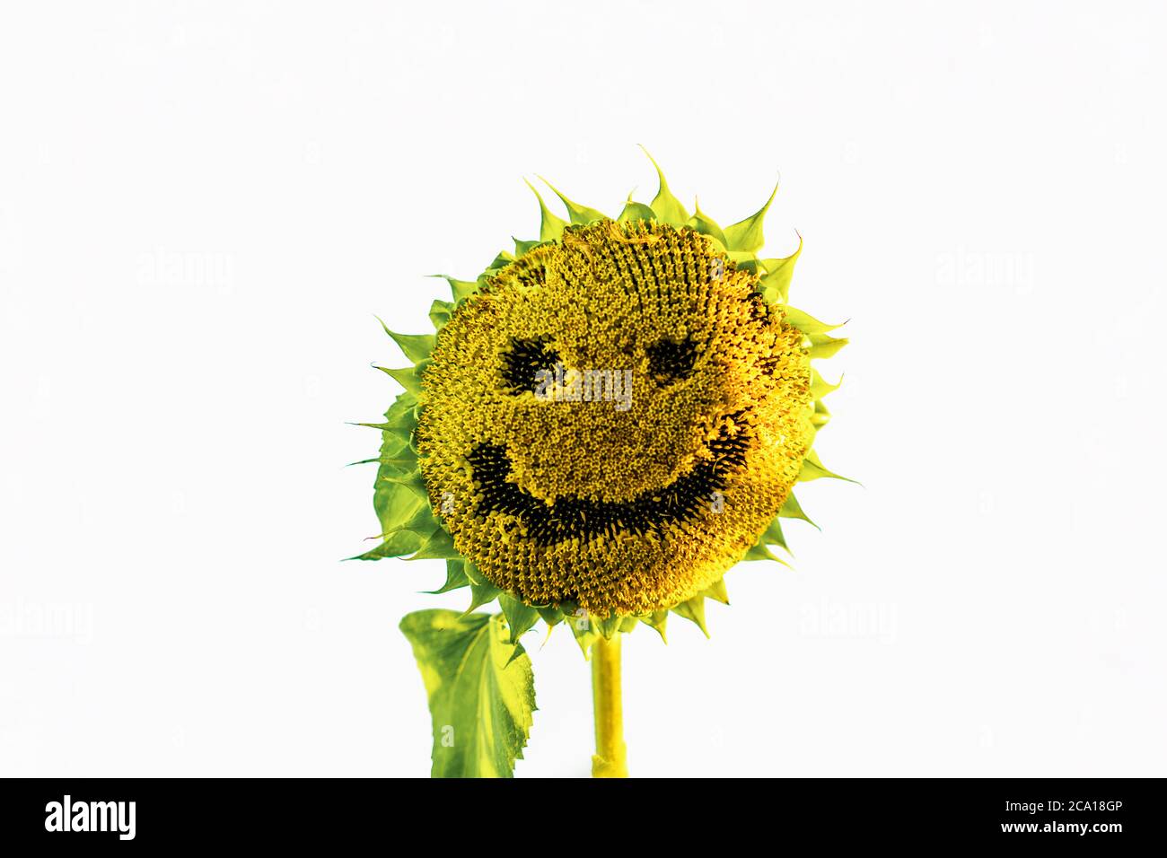 Human skull landscape hi-res stock photography and images - Alamy