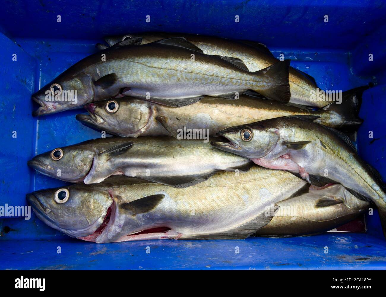 Sea fishing caught a fish hi-res stock photography and images - Alamy