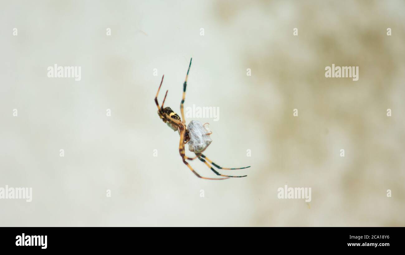 Close-up to a spider with the body and legs of black and yellow in the ...
