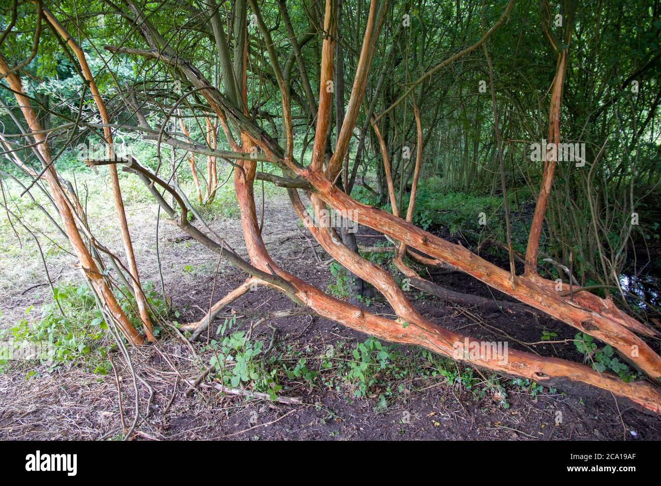 tree branches rubbed bare by cattle Stock Photo - Alamy
