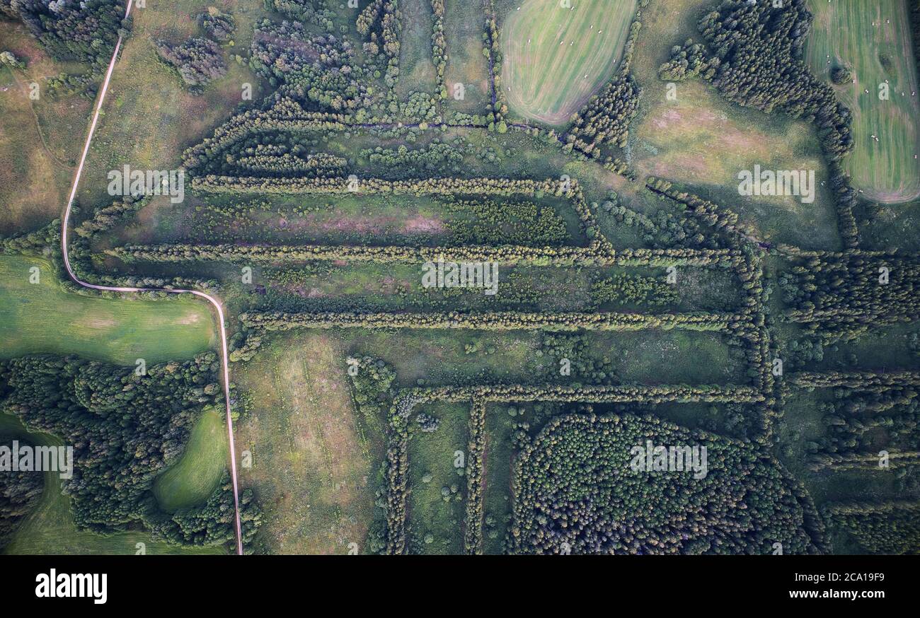 Straight lines of forest aerial above top view Stock Photo - Alamy