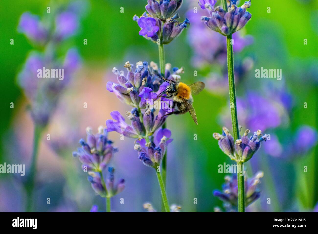 A photograph of a bee collecting pollen from a lavender flower Stock ...