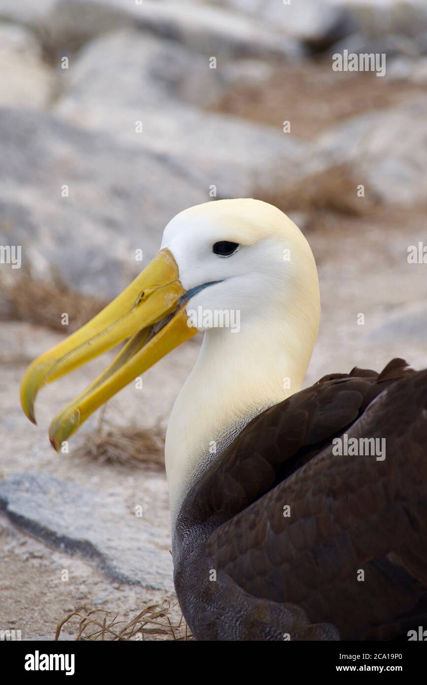 Portrait of a wild albatross bird in front of a rocky background in the ...