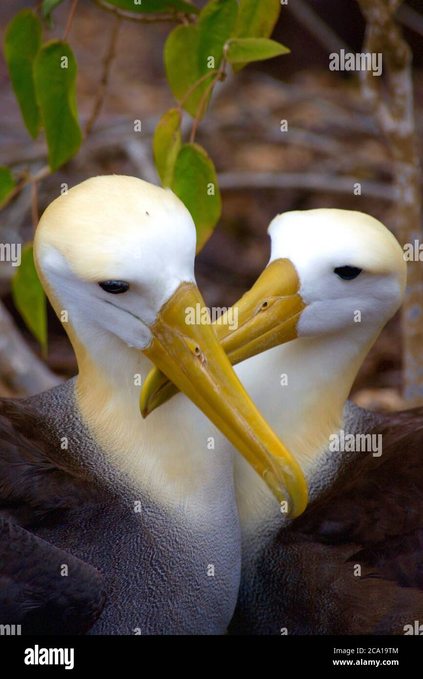 Two albatross birds crossing beaks and grooming each other Stock Photo ...