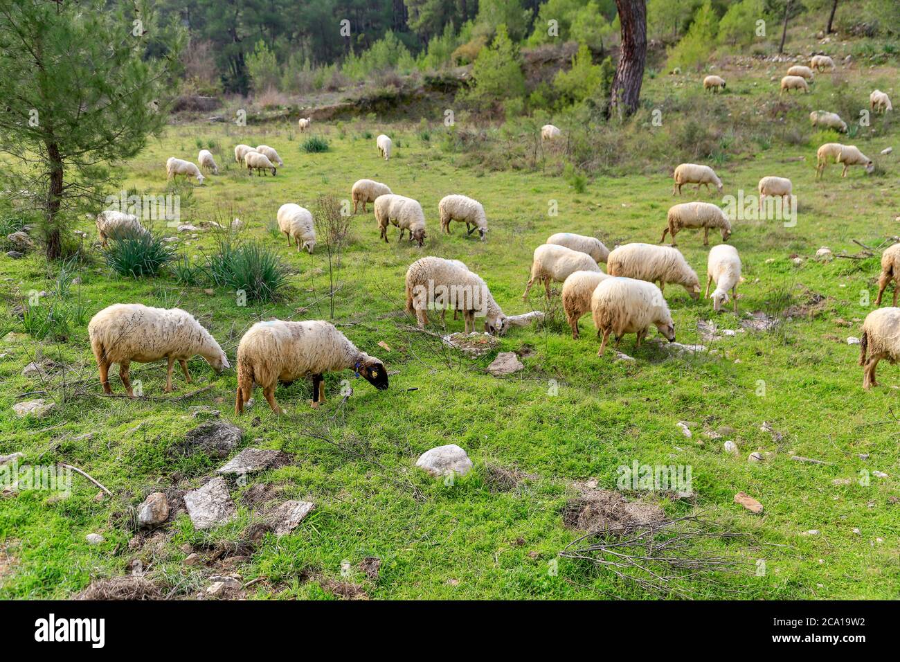 a flock of sheep grazing in turkey Stock Photo - Alamy