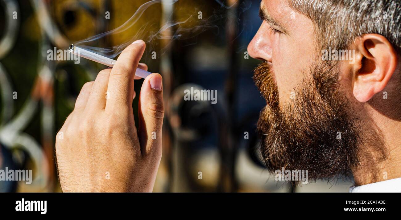Bearded man with cigar. Beard man and mustache smoke cigar. Smoldering ...