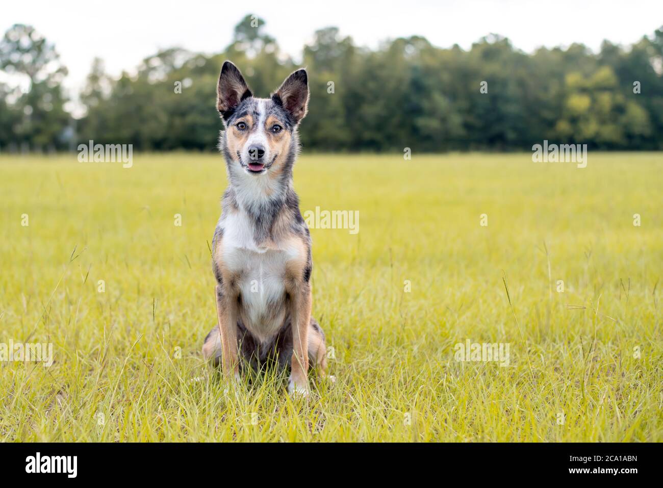 Australian koolie hi-res stock photography and images - Alamy