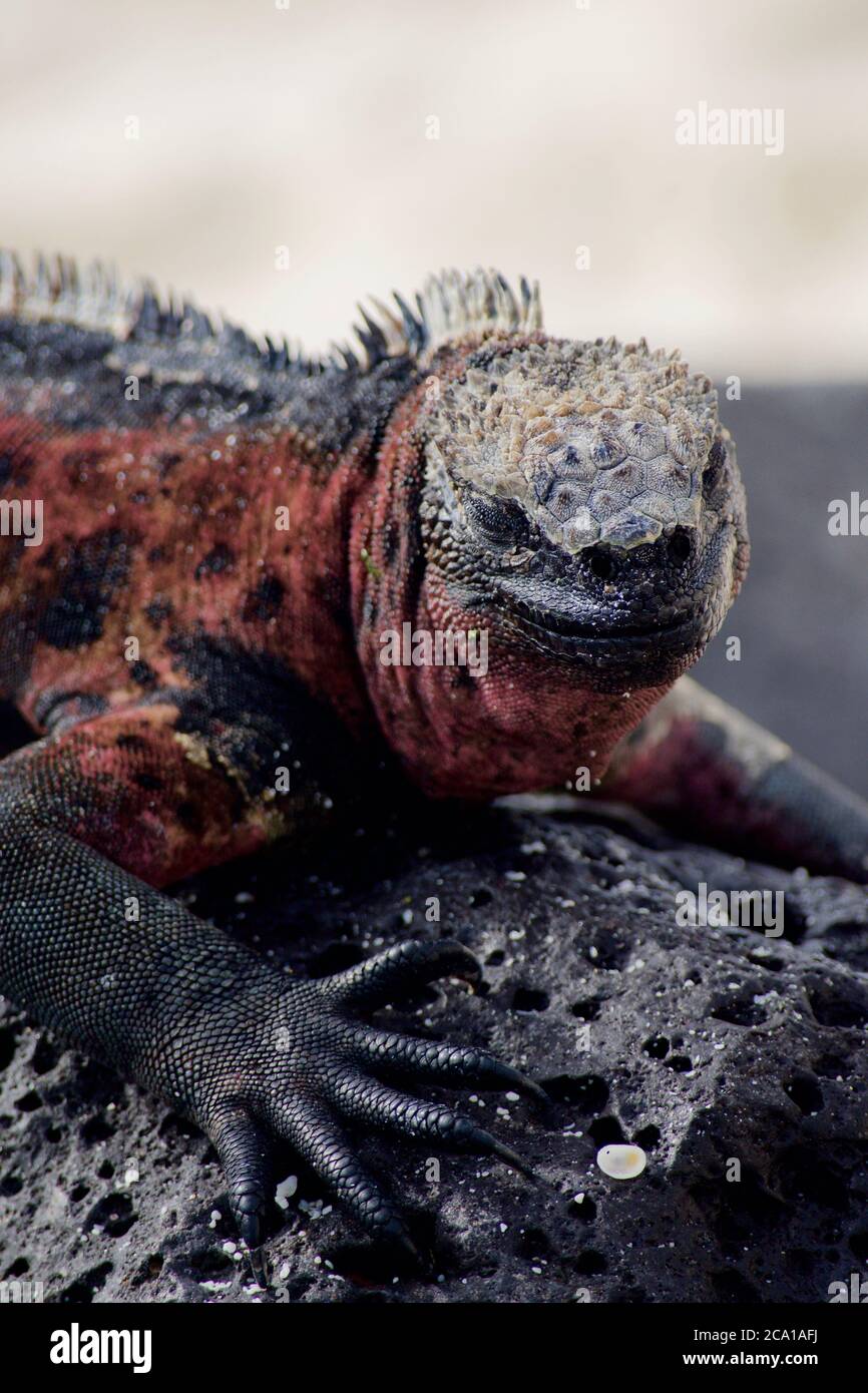 Red iguana hi-res stock photography and images - Alamy