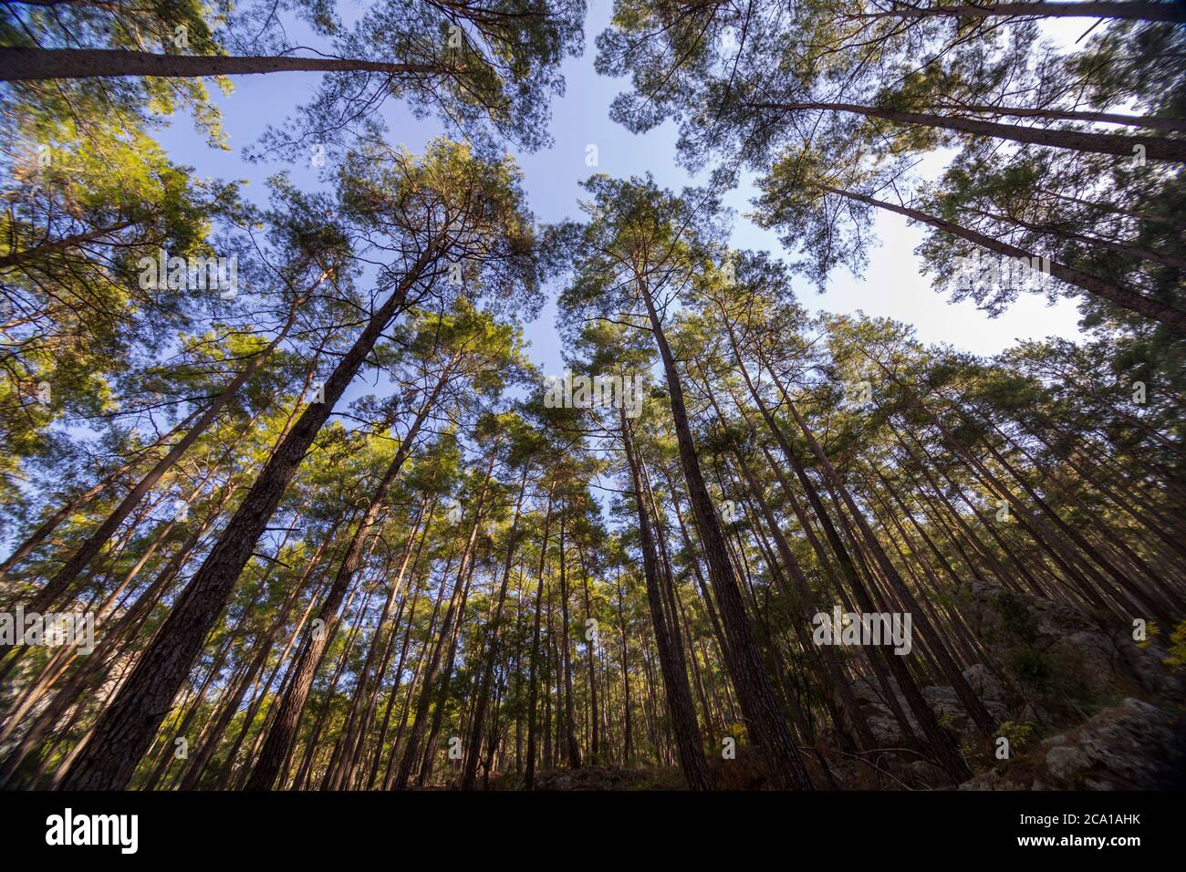 Big trees Forest and autumn in Turkey Stock Photo - Alamy