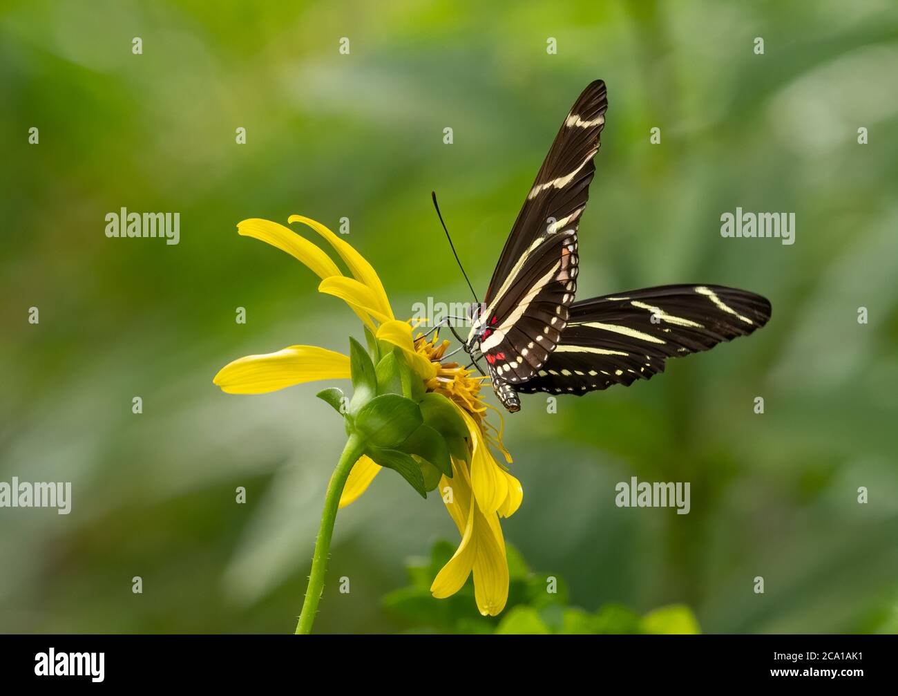 Zebra plant flower hi-res stock photography and images - Alamy