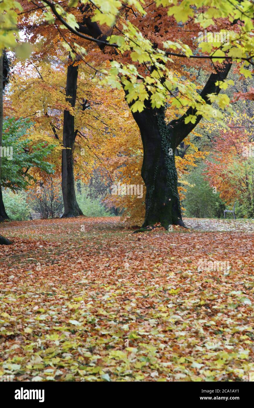 coloured leaves falling down from a big tree in autumn Stock Photo - Alamy